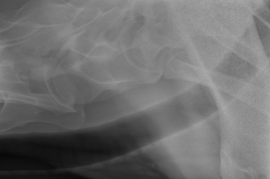 02_Leistungen_ECVM - Pferdemedizin-Muenchen